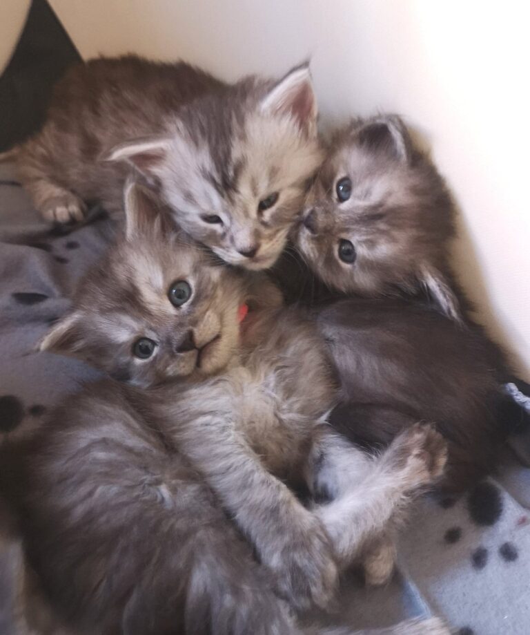 3 chatons 0310